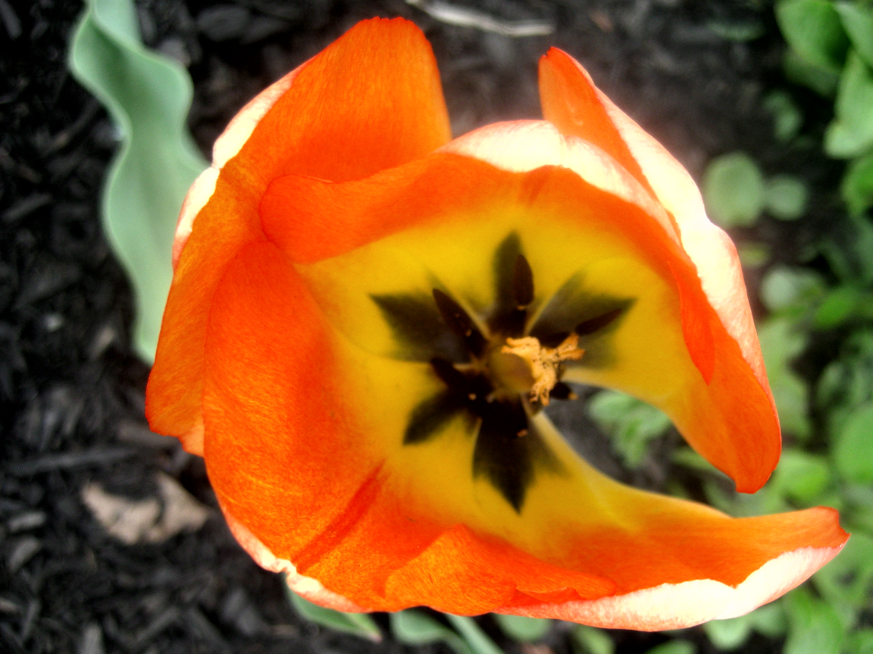 Invented Poetry Forms – The Octo – Paul's Poetry Playground