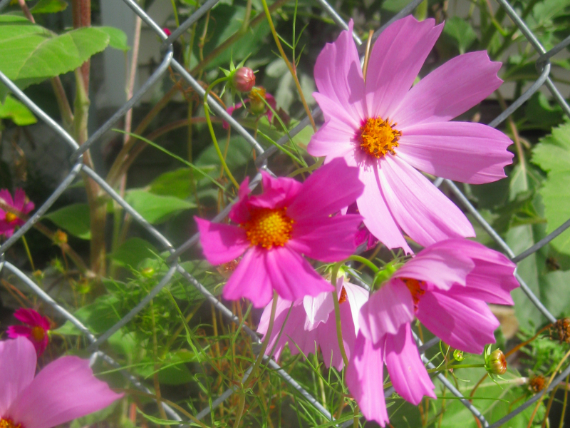 Invented Poetry Forms — The Singsangsong – Paul's Poetry Playground